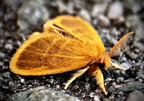 Furry Moth Stock Photo by cjmess | PhotoDune