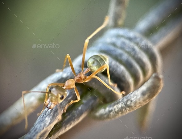 Close up of a green ant crawling on a barbed wire fence Stock Photo by ...