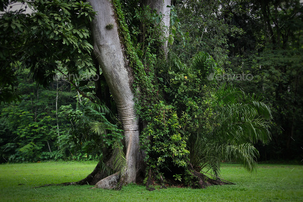 Amazing nature - overgrown tree trunk Stock Photo by mariannerischette