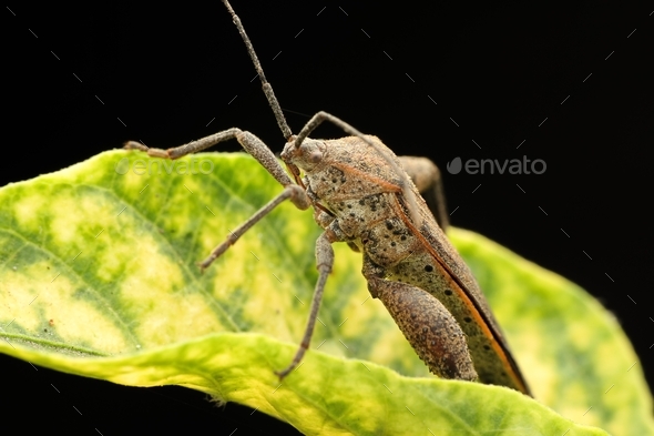 true bugs (heteroptera, hemiptera) Stock Photo by triwidana | PhotoDune