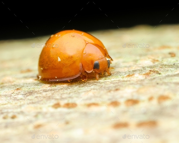 orange ladybug Stock Photo by triwidana | PhotoDune