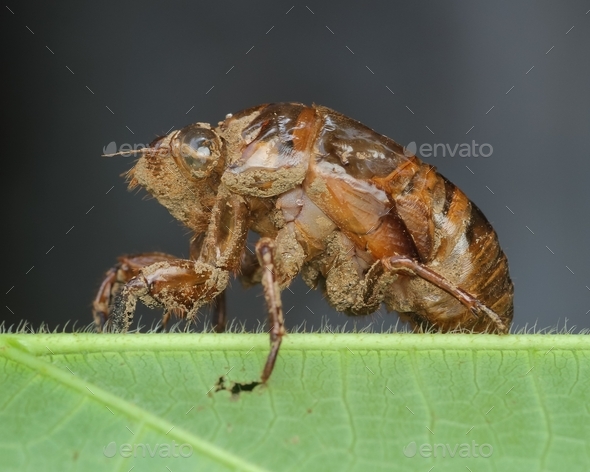 outer skin marks from insects that after molting Stock Photo by triwidana