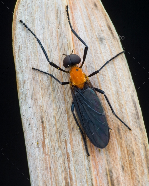 insect with black wings - diptera (love bug) Stock Photo by triwidana