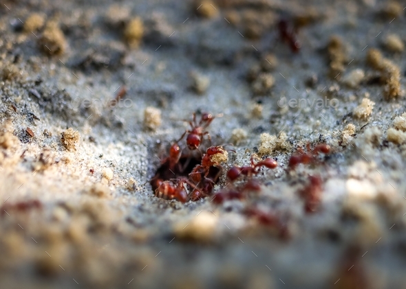 Worker ants bringing up the excavated dirt from below to above ground ...