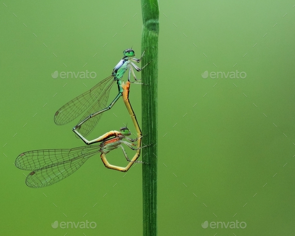 damsel fly in mating Stock Photo by triwidana | PhotoDune