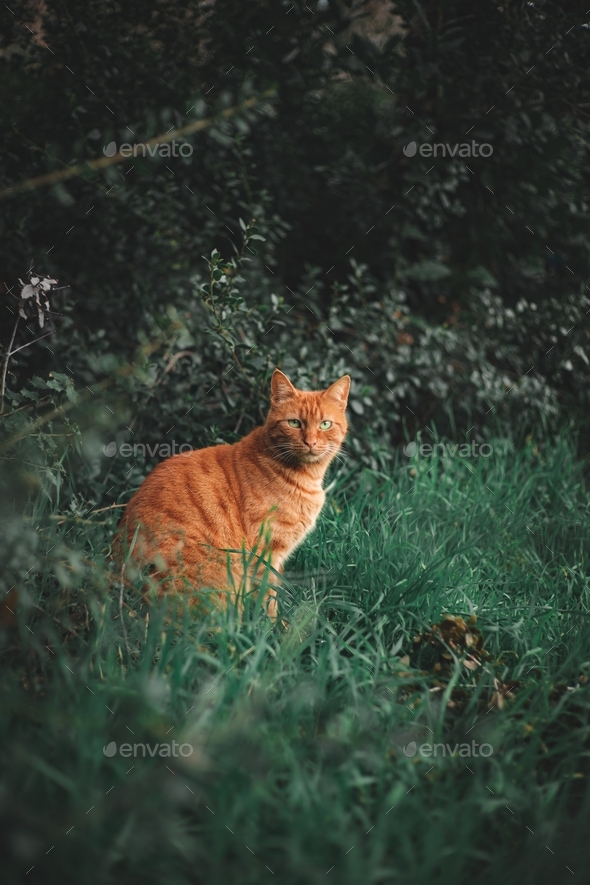 Orange cat portrait on the green grass Stock Photo by aissahaffar ...