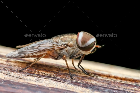 an insect of the tabanus species Stock Photo by triwidana | PhotoDune