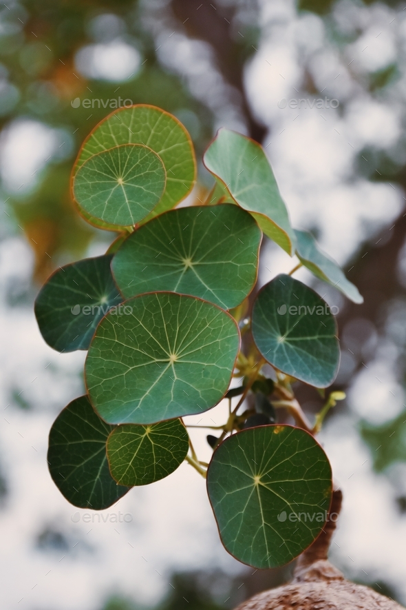 Stephania Erecta in pot Stock Photo by Jsttanrak | PhotoDune