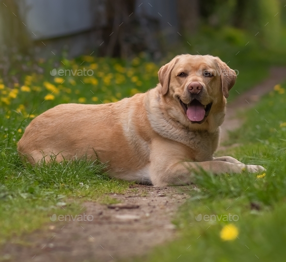 The yellow labrador lying on a green lawn and showing tongue Stock ...