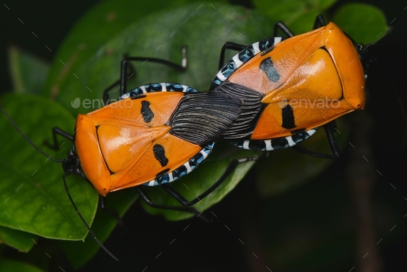 Bug top view Stock Photo by rizaarif | PhotoDune