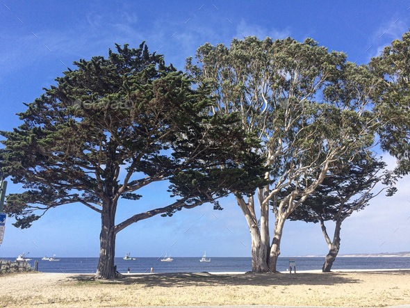 Trees at the beach of Monterey Bay, California, the USA Stock Photo by ...
