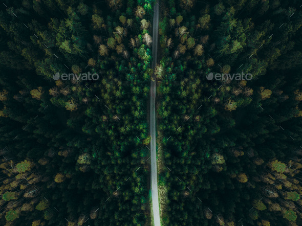 Trees in a forest from above Ariel shot Stock Photo by GaryMailich