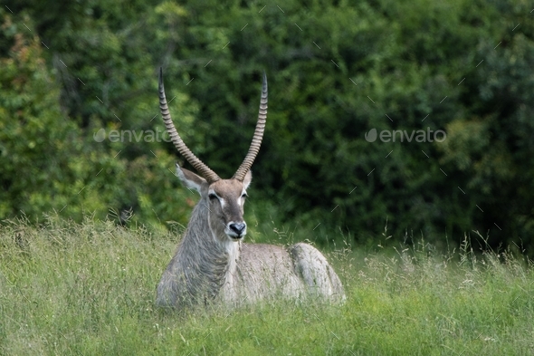 Kudu buck relaxing in the Kruger National safari park in South Africa ...