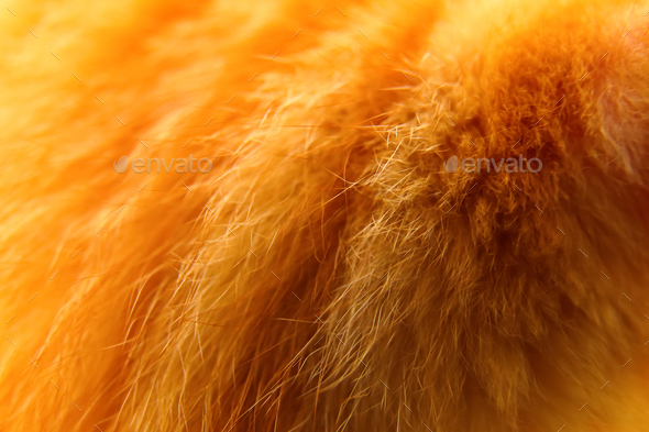 ginger cat's fur background. Close-up of ginger cat fur for texture or ...