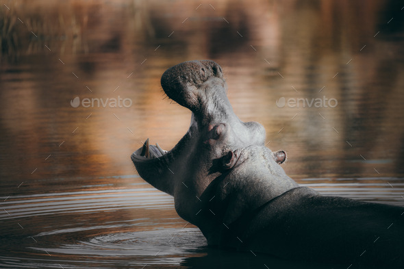 Hippo opening its mouth in the Kruger national safari park Stock Photo ...