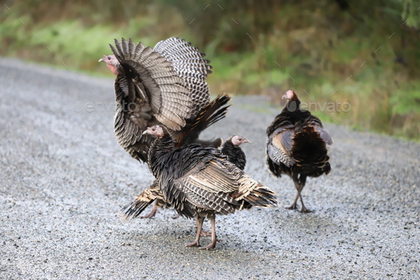 Group of turkeys wandering on the country road Stock Photo by Olivija ...