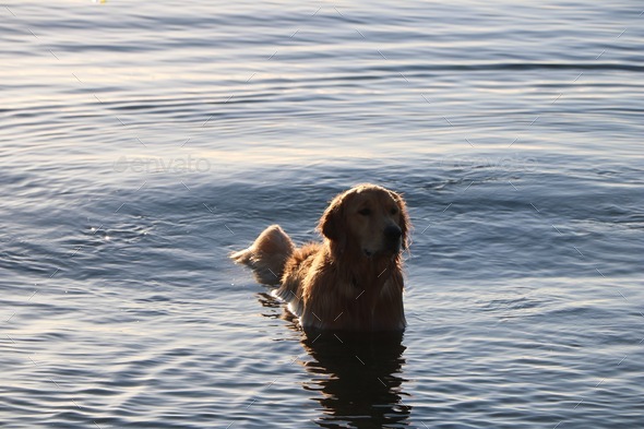 Dog in the ocean Stock Photo by Olivija_photos | PhotoDune