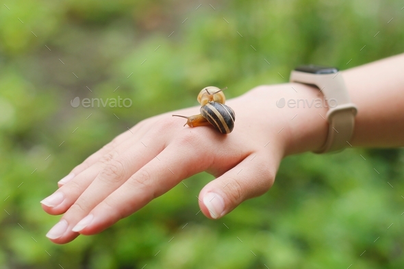 Girl’s hand holding a couple of two snails/ one snail trying to climb ...
