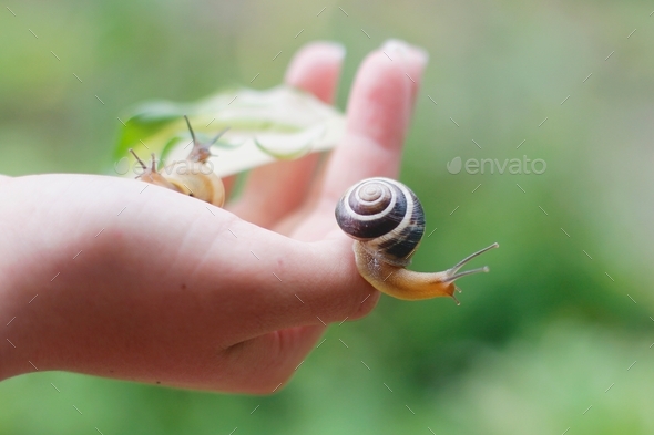 Girl’s hand holding a couple of garden snails/ one snail crawling on ...
