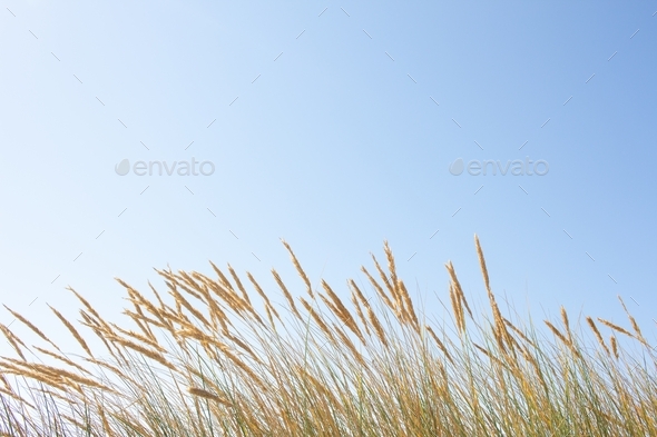 Swaying grass on dune Stock Photo by nicolerohrerphoto | PhotoDune