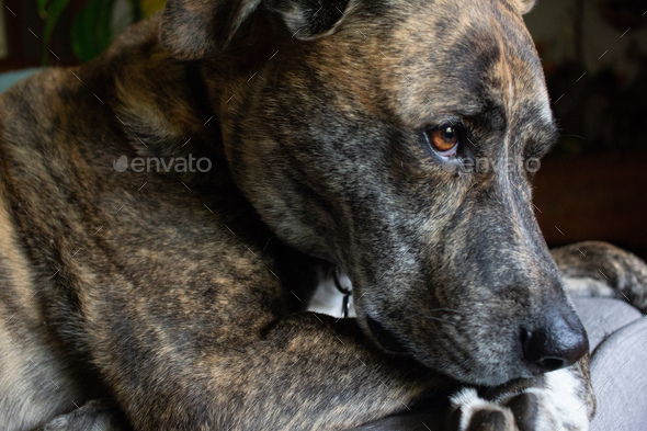 Brindle Plott hound dog Stock Photo by nicolerohrerphoto | PhotoDune