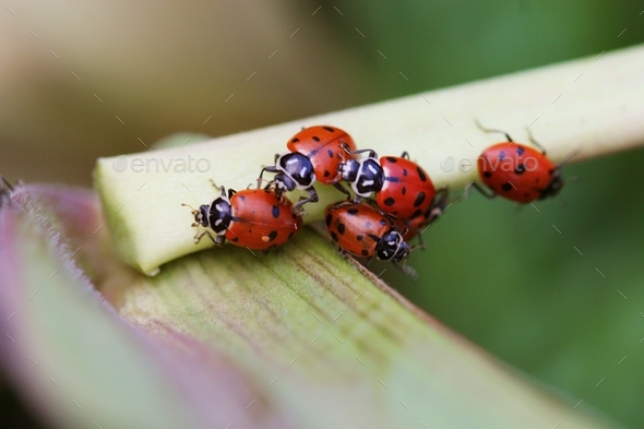 Group of ladybugs on a flower stem, close up Stock Photo by umuller