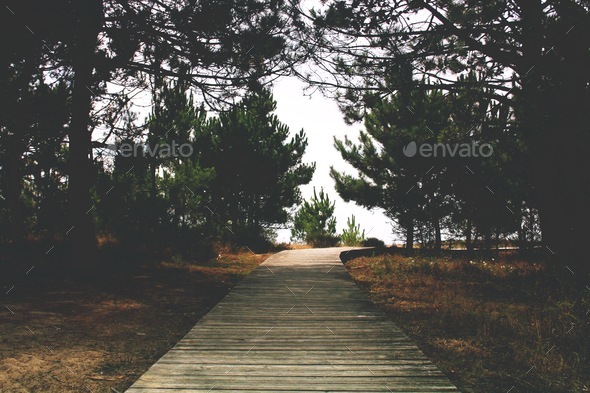 Wooden path in a forests and a beach at the end. Stroll. Hike. Stock ...