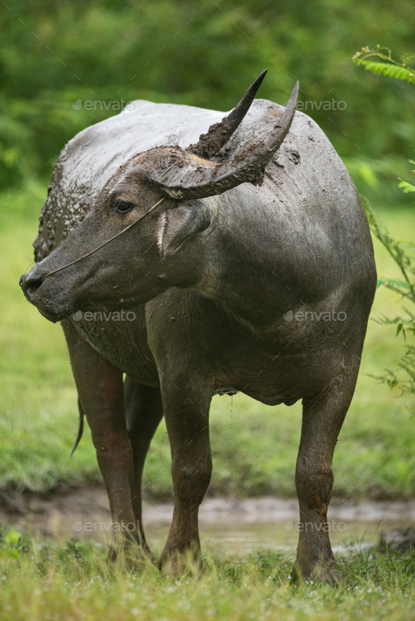 An adult hidden ox between the bushes and trees roaming around freely ...
