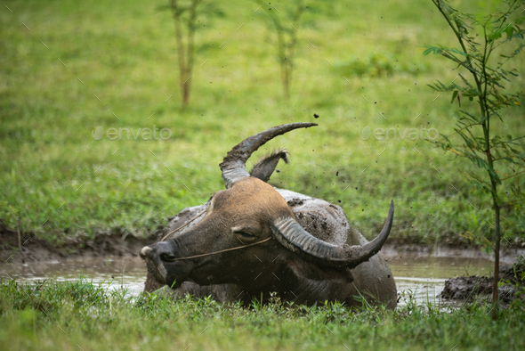 An adult hidden ox between the bushes and trees roaming around freely ...