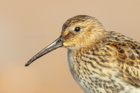 Dunlin wader bird on beach during migration Stock Photo by ...