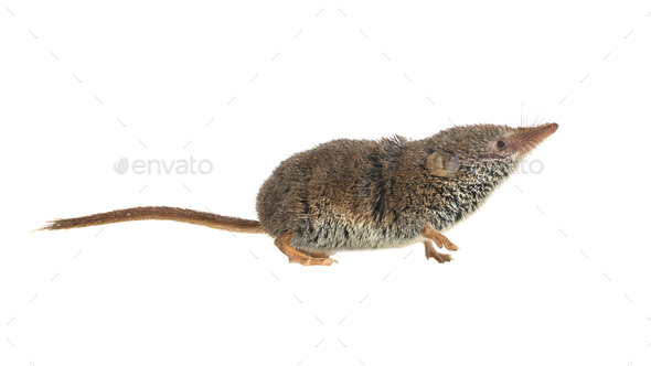 Eurasian pygmy shrew Stock Photo by CreativeNature_nl | PhotoDune