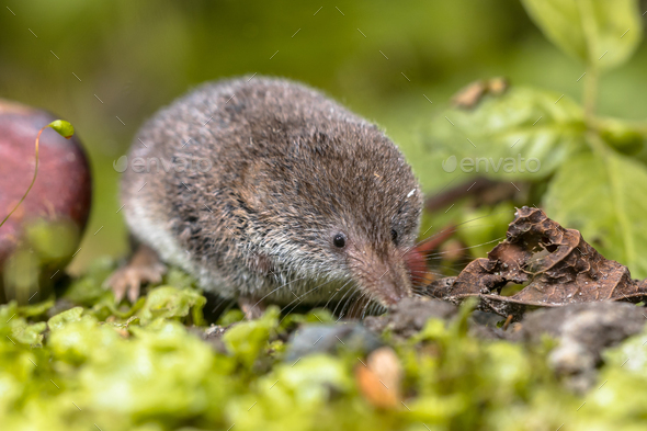 Eurasian pygmy shrew natural habitat Stock Photo by CreativeNature_nl