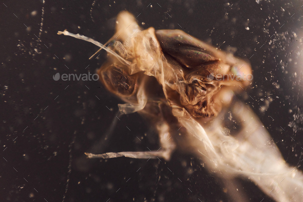 Fly insect is under the microscope. Close up view Stock Photo by mstandret