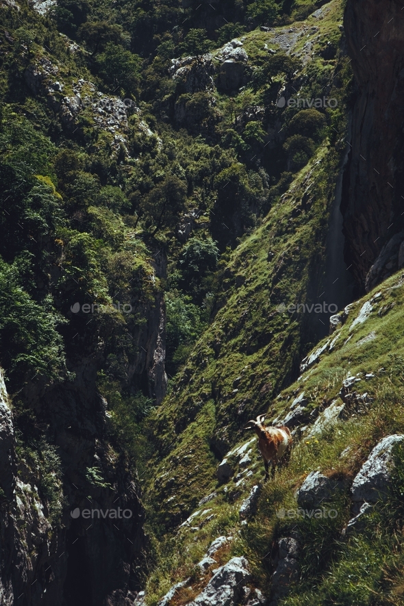 Goat in the mountains. Valley. Wild animals. Low angle view. Stock ...