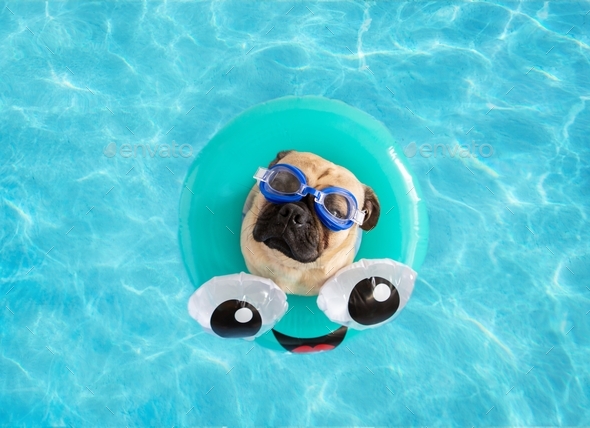 Pug floating in a pool Stock Photo by beneteaulori | PhotoDune