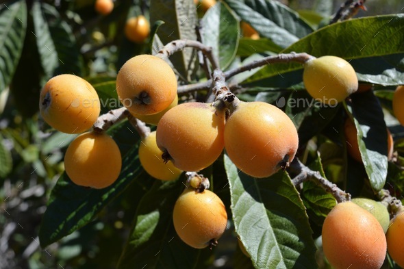 Japanese loquat, also known as a nispero or medlar, fruits ripening on ...