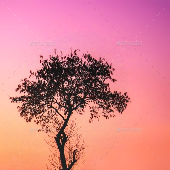 Tree with a beautiful orange pink sky Stock Photo by wikaatje | PhotoDune