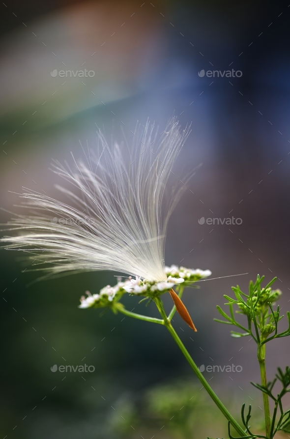 Fluff seeds float with the summer breeze Stock Photo by Studio_OMG