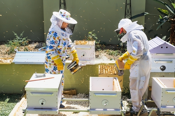 Beekeeper controlling beehive and comb frame, harvesting honey ...