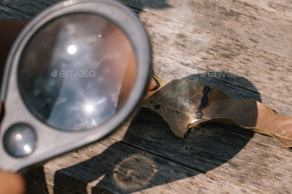 Burn dry leaf by combining light with a magnifying glass Stock Photo by ...
