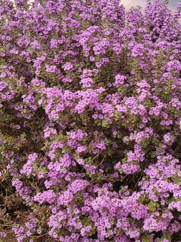 PURPLE! Texas Sage Plant Filled with Purple Flowers in Fall! Stock ...