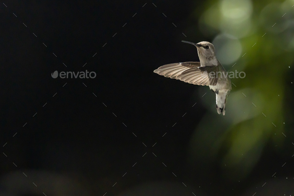 Hummingbird in Flight Stock Photo by Andy_Dean_Photog | PhotoDune