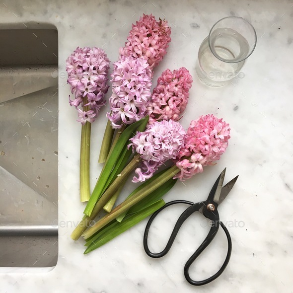 Hyacinth ~ spring flowers ~ cut flower~ pink flowers Stock Photo by ehpyle