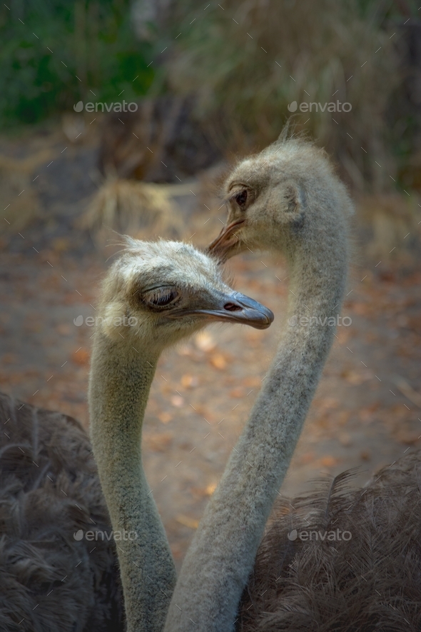 Pair of ostrich in zoo animals love affection Stock Photo by carlo_vstek