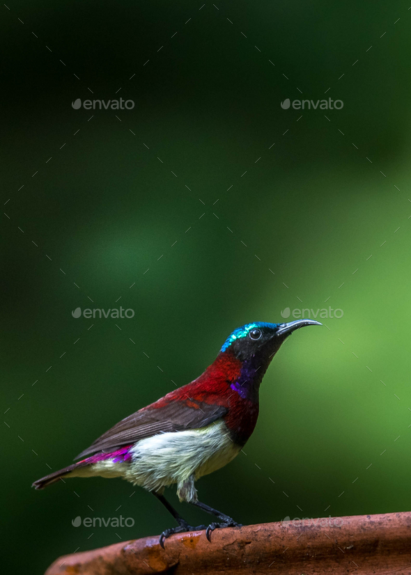 Shiny head Stock Photo by arjun10038 | PhotoDune