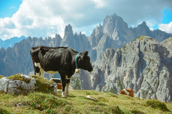 Wildlife cow livestock in italy mountains dolomites animal Stock Photo ...