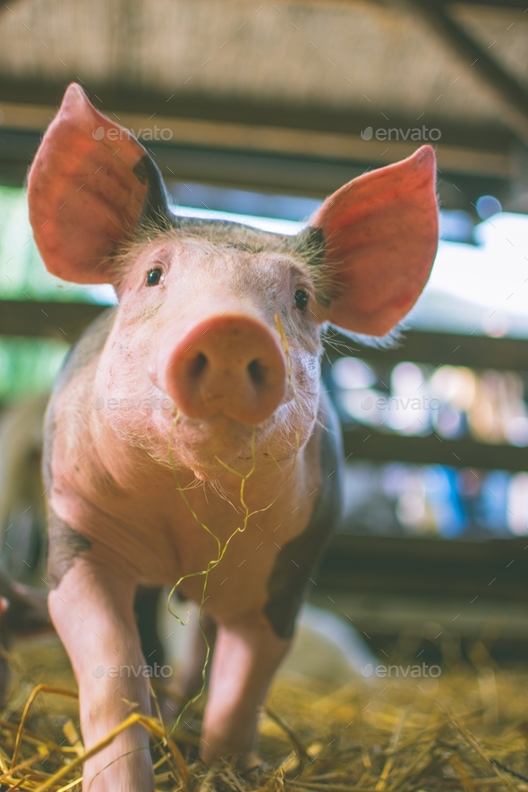 Cute little pig piglet boar at petting zoo animal Stock Photo by carlo ...