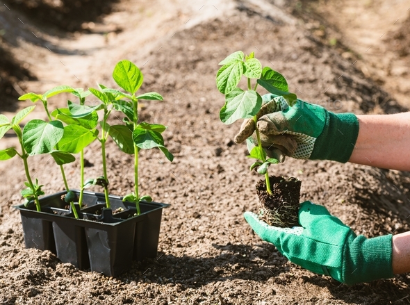Planting edamame Stock Photo by fotodoroga | PhotoDune