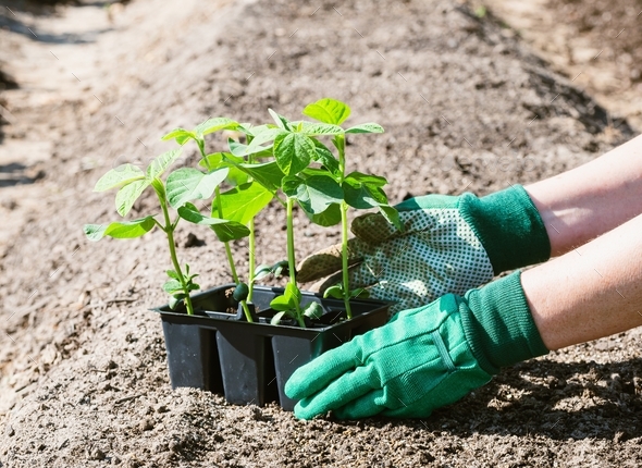 Planting edamame beans Stock Photo by fotodoroga | PhotoDune