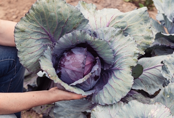 Purple cabbage Stock Photo by fotodoroga | PhotoDune